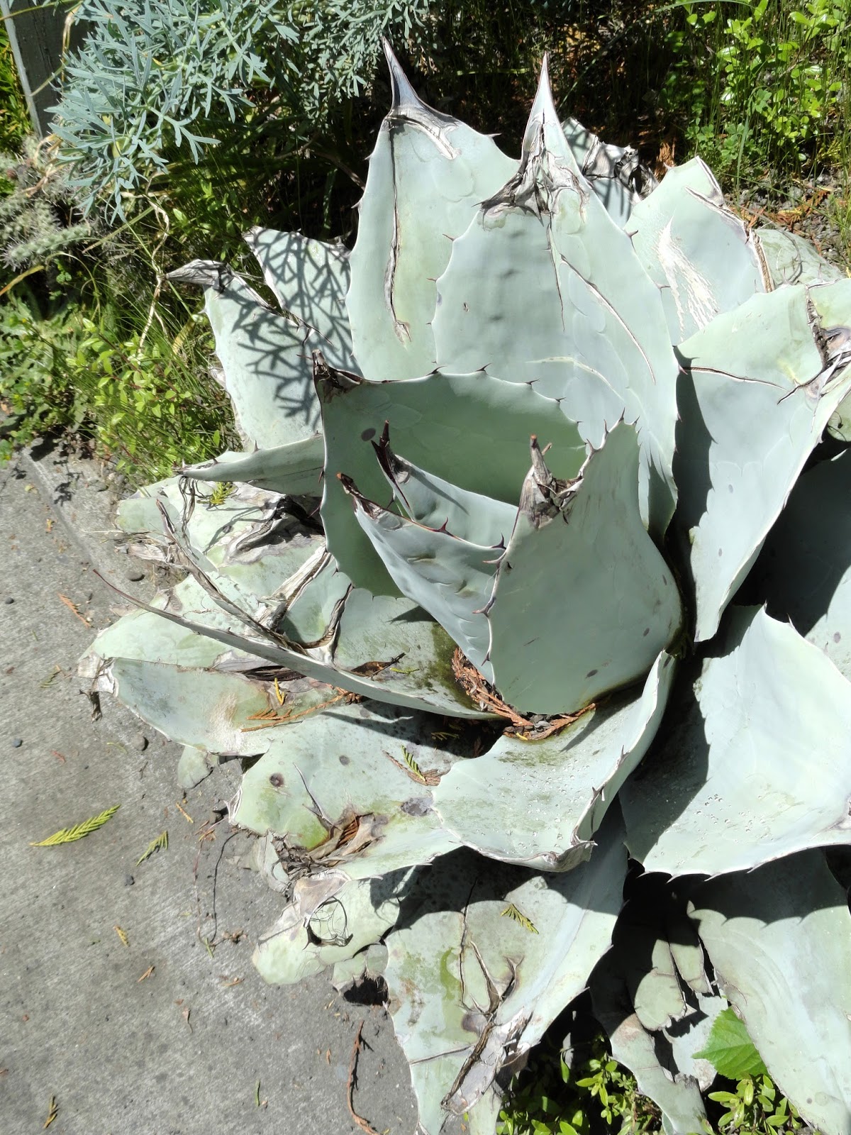 danger garden: The St. John's Pub, and a look at more Agaves