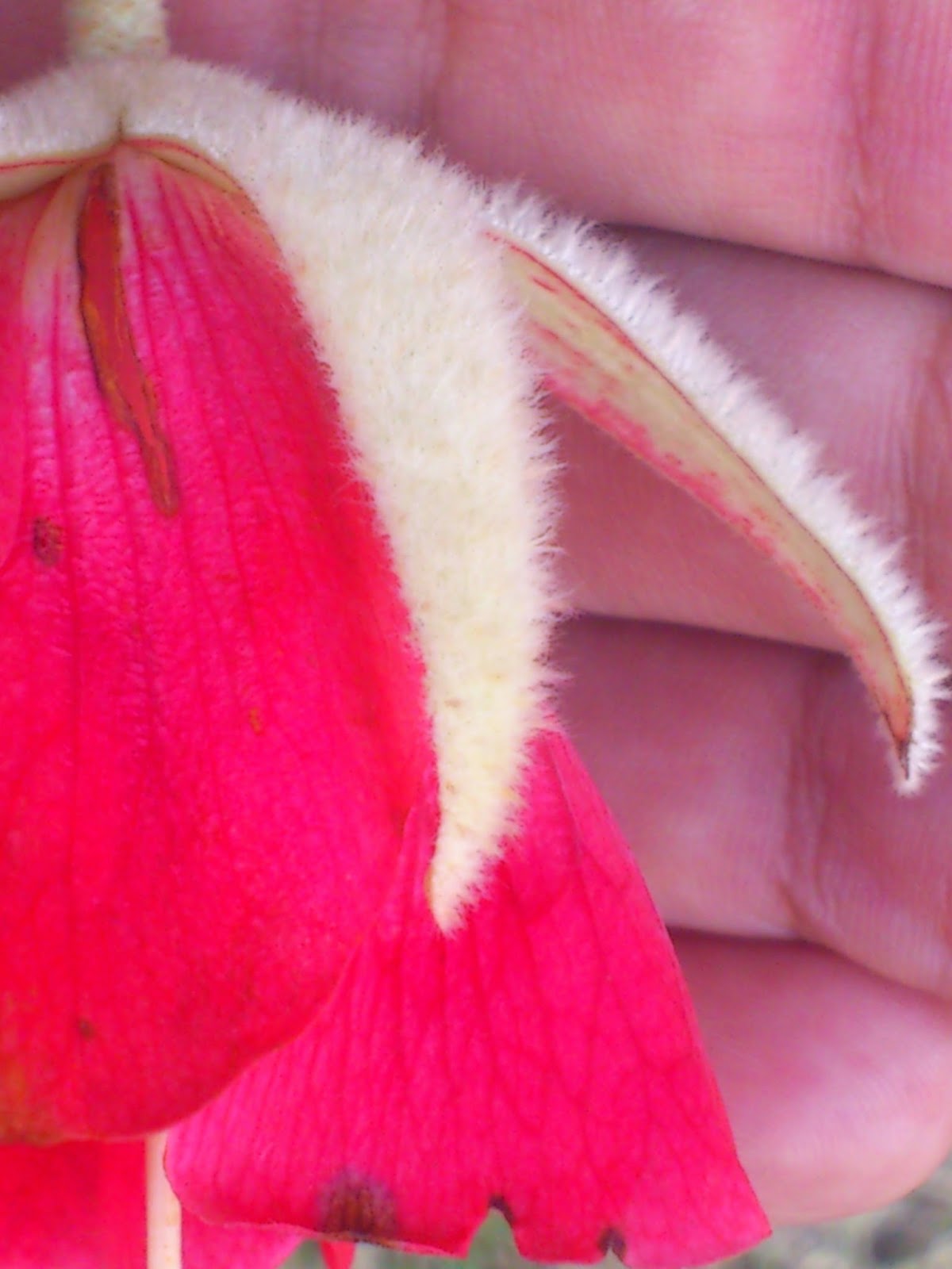 Bonsai Mauritius: Trochetia Boutoniana National Flower of Mauritius
