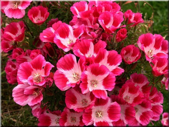 Nombre científico o latín ,nombre común o vulgar Godesia godetia : El ...