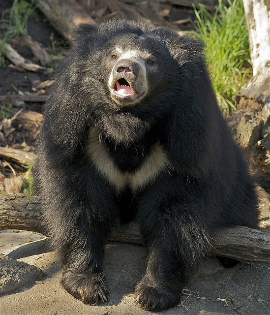 Red Animal ONG : Conozca los 8 tipos de oso en el Mundo