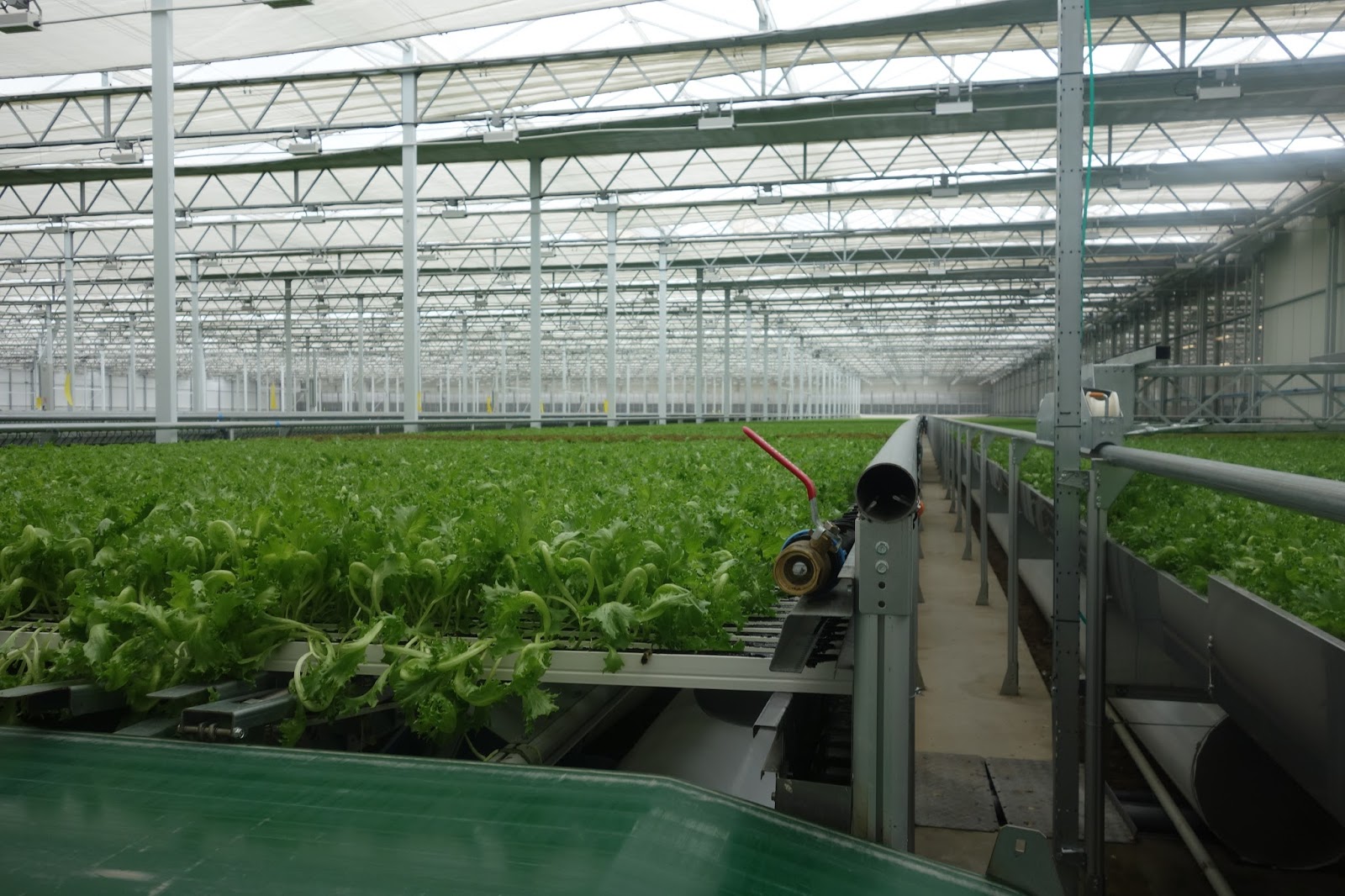 The Passionate Foodie: Little Leaf Farms: Born Local, Raised Right (Part 2)