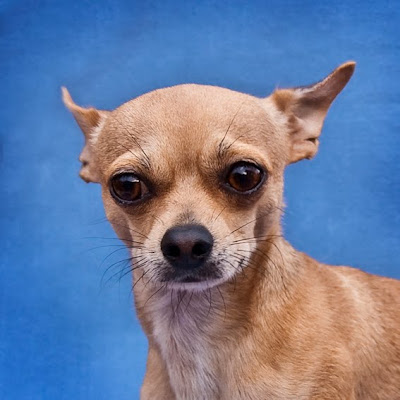 La Cámara de Sandora: marzo 2011