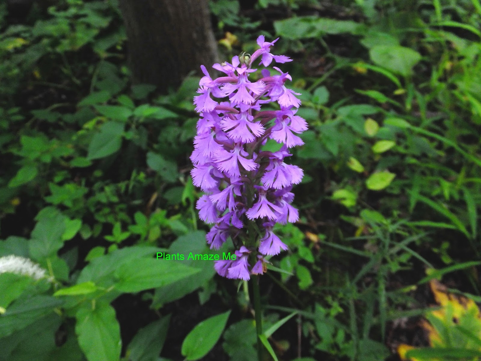 Plants Amaze Me: Allegan County Michigan Wild Orchids and More