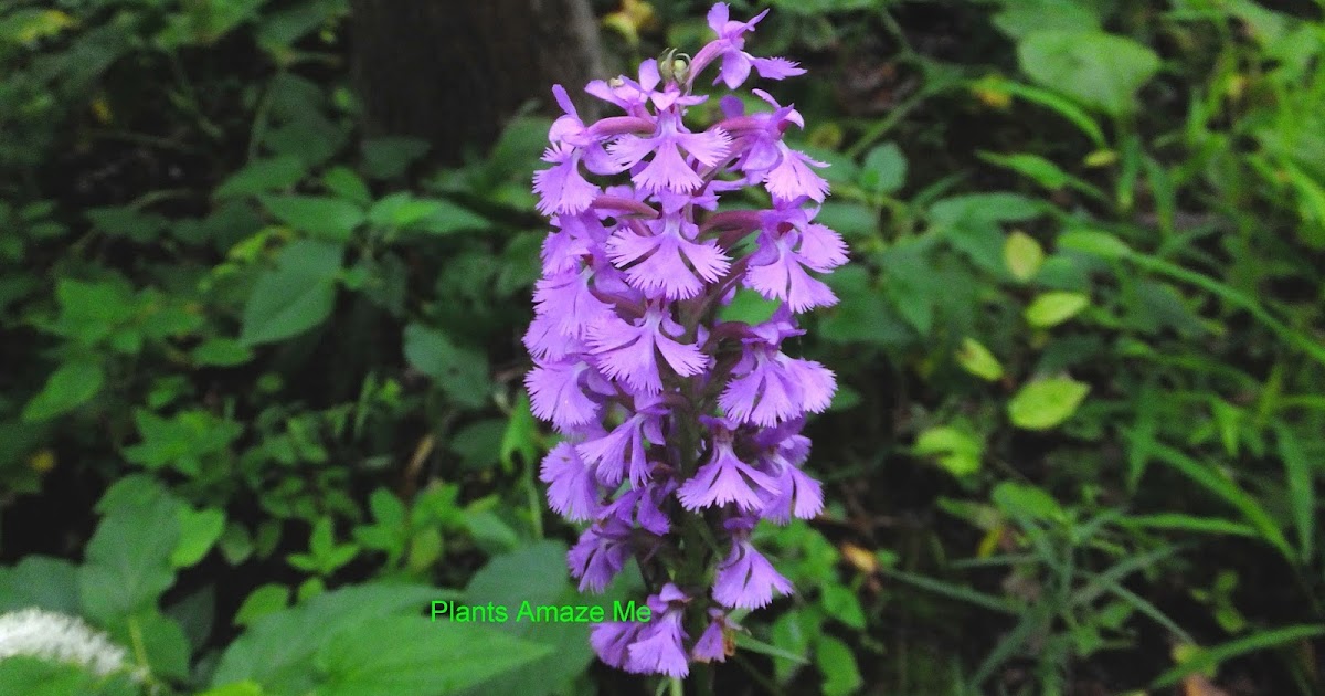 Plants Amaze Me: Allegan County Michigan Wild Orchids and More