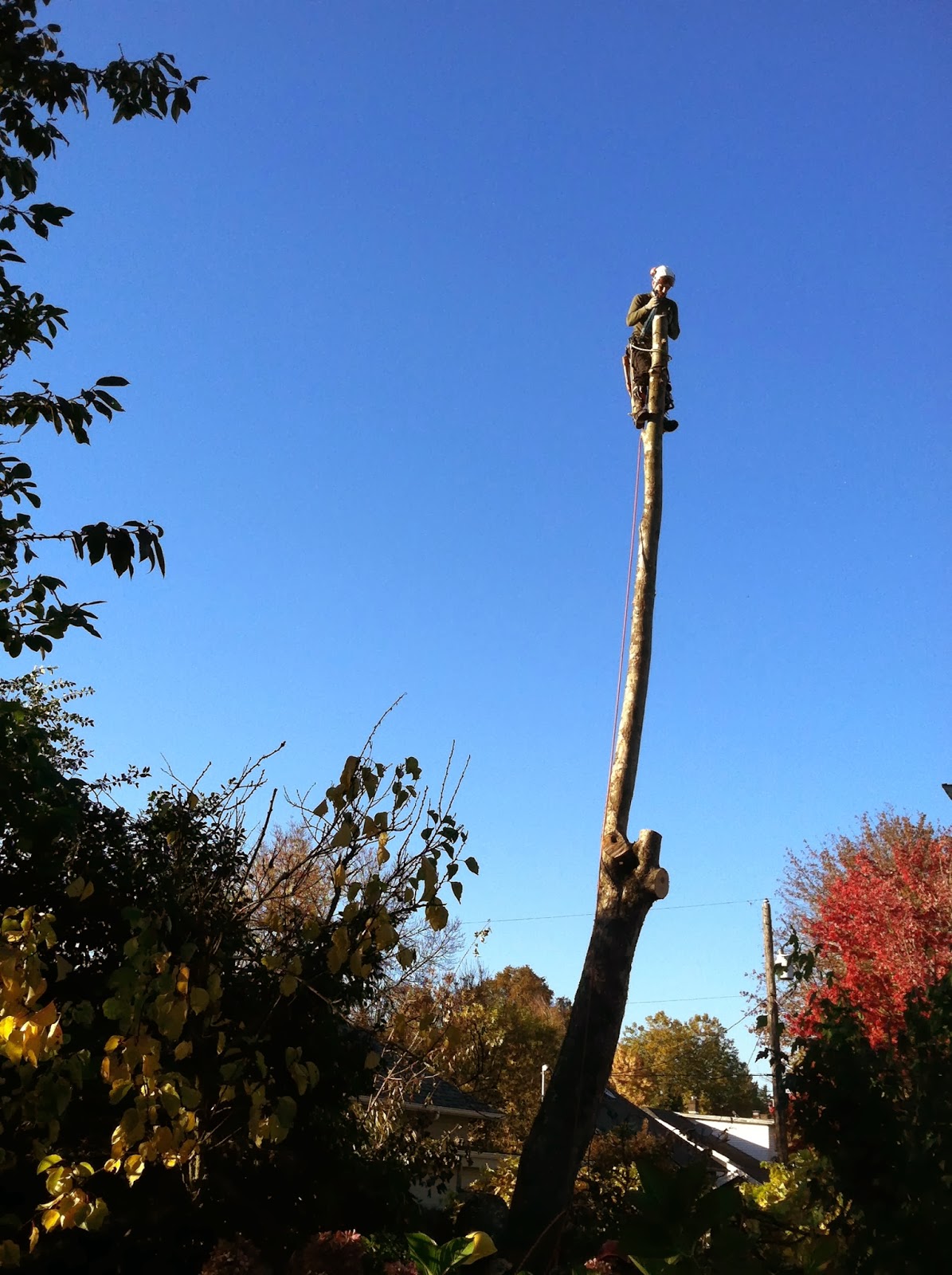 Five Fifths Furniture: The largest Apple tree in the world meets its match