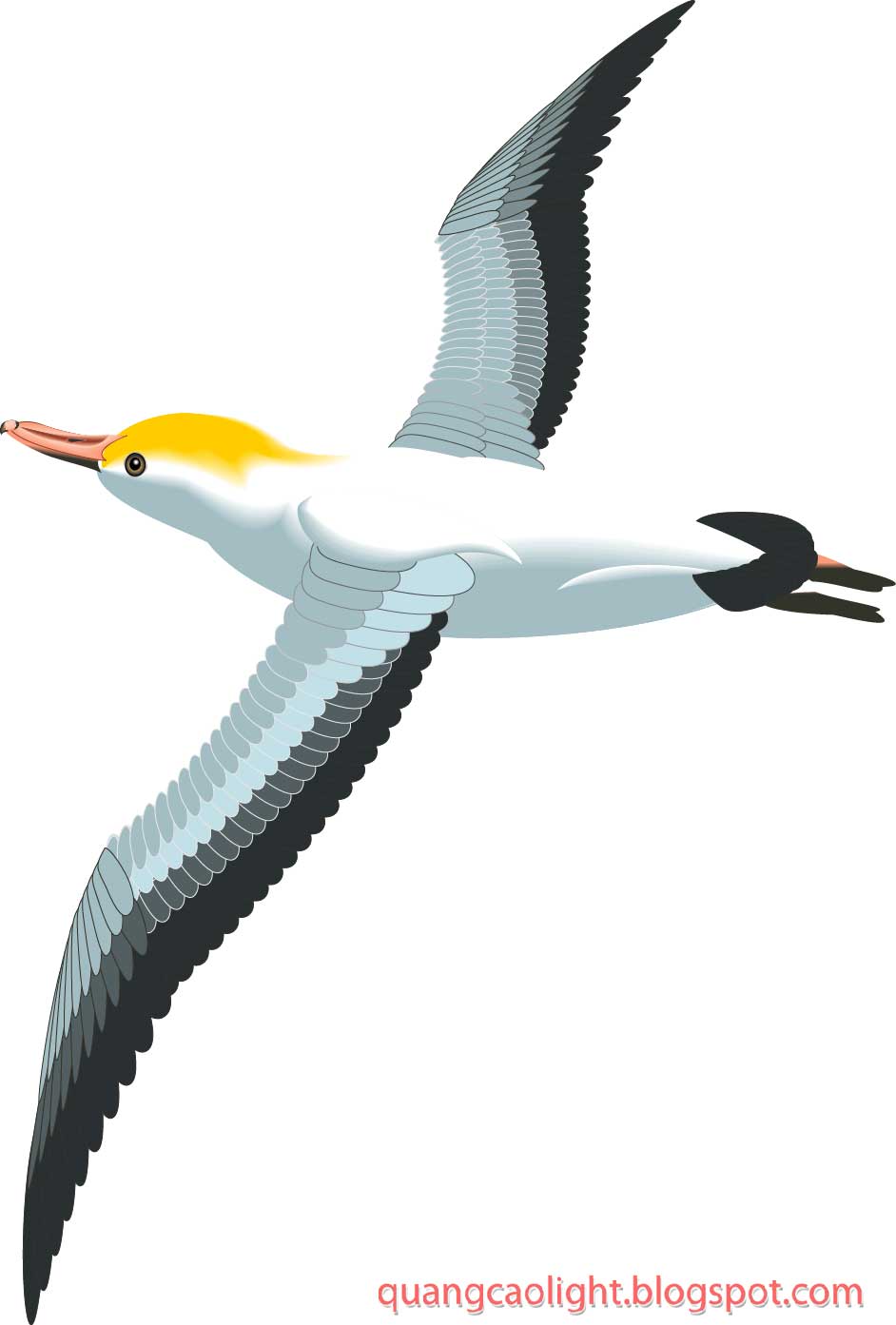 Các loài Chim file Vector (Phần 3) - công ty in ấn