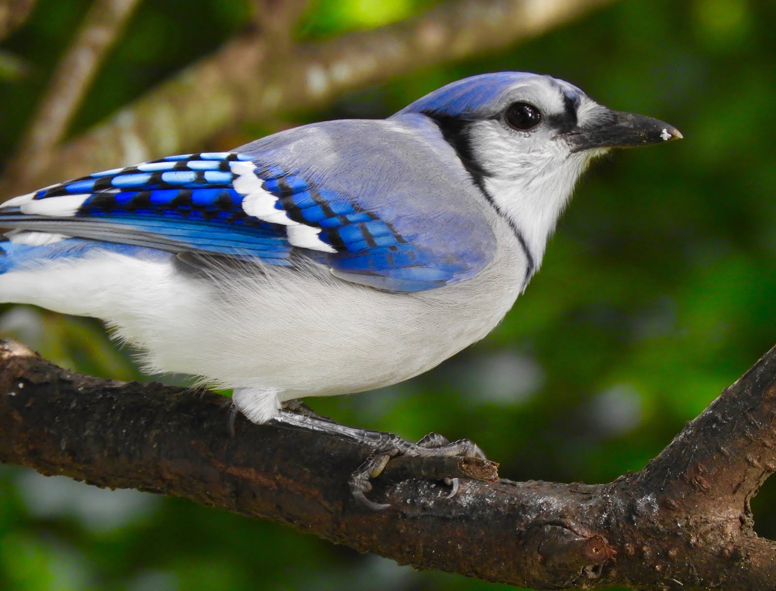 It's All About Purple: Playing With The Blue Jays