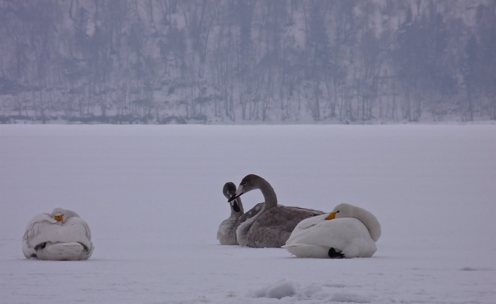 il nostro nord del mondo: I cigni selvatici di Kusharo ko