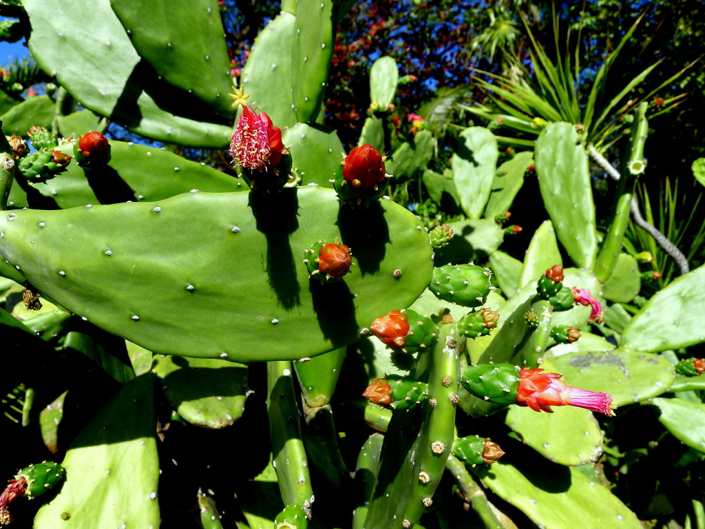 Miami Blue Butterfly