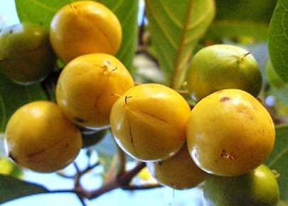 Nance Fruit Home Remedies