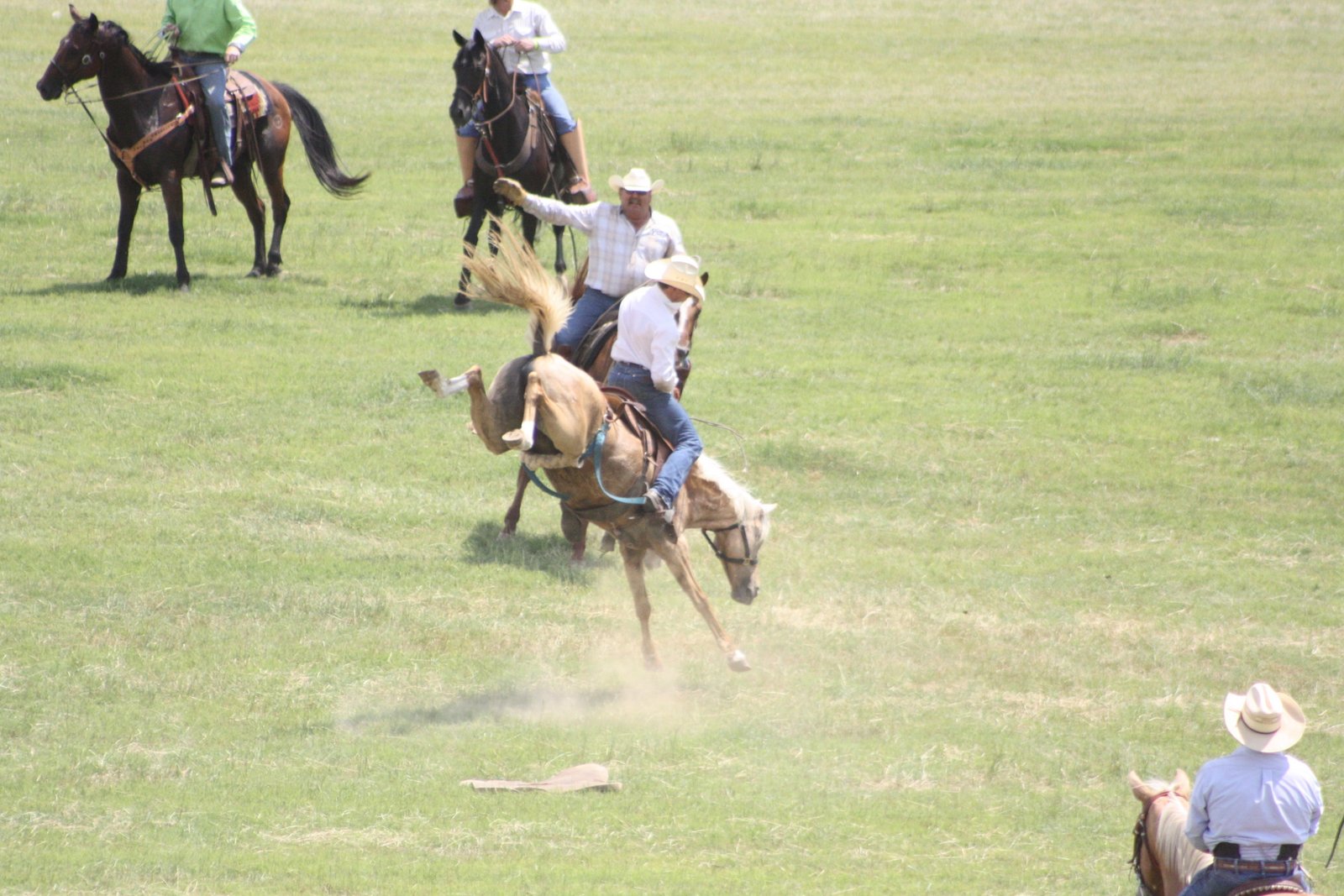 PairADice Mules: Rock Bottom Chuckwagon Races