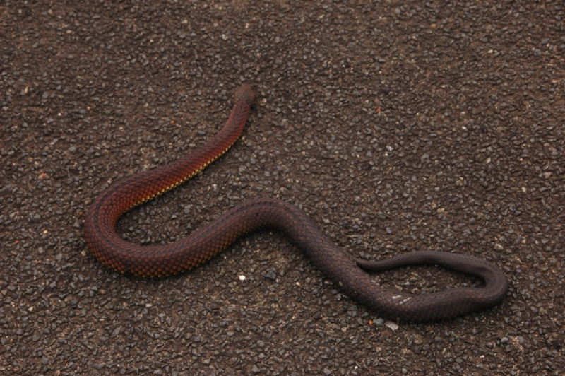 The Nature of Robertson: A stunningly beautiful Copperhead Snake