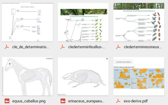 Sciences: classification, animaux, os... - Ressources pour l'école