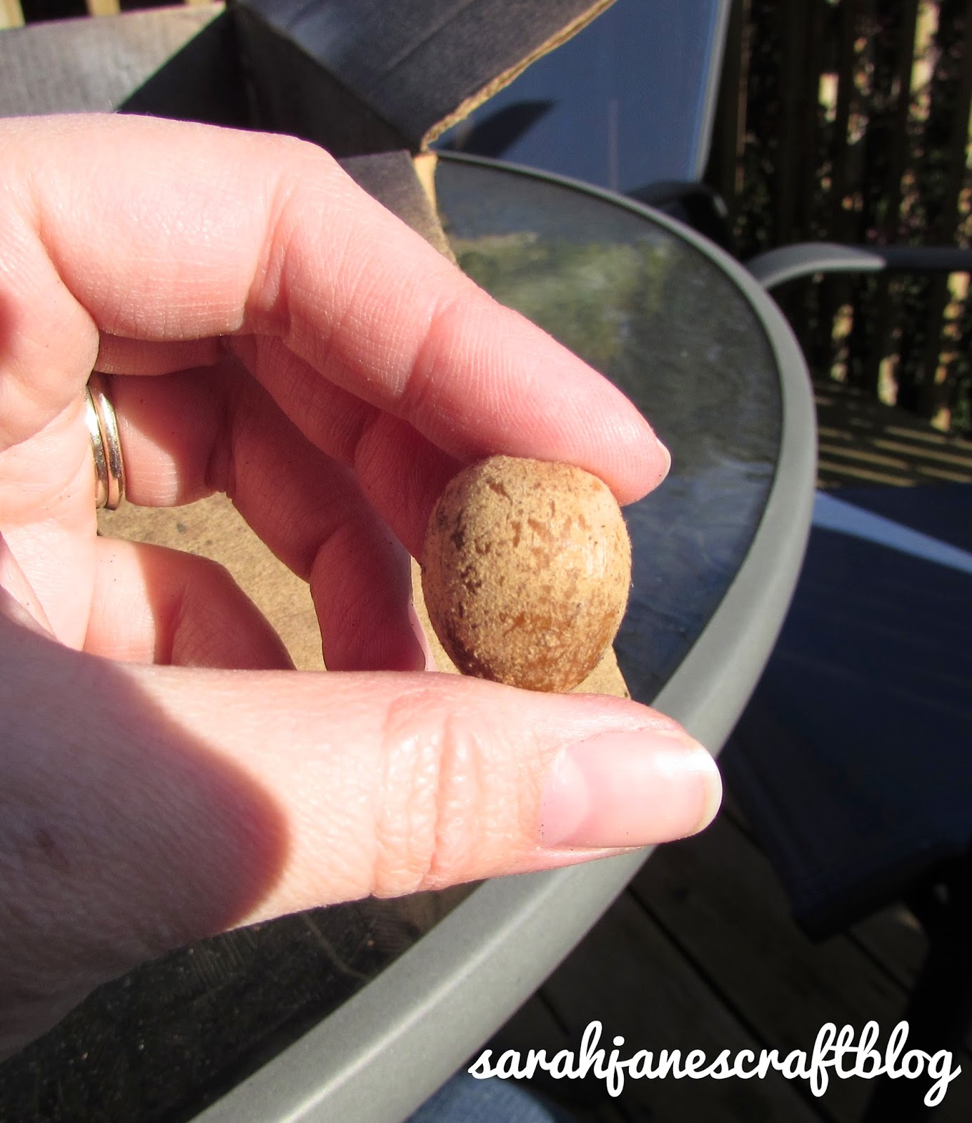 Prepping Acorns for Display