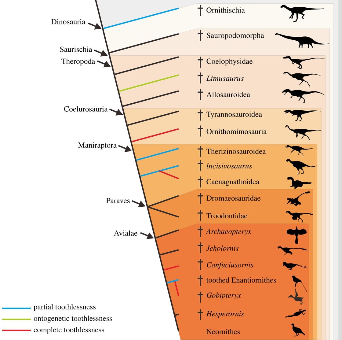 Species New to Science: [PaleoOrnithology • 2018] The Origin of the ...