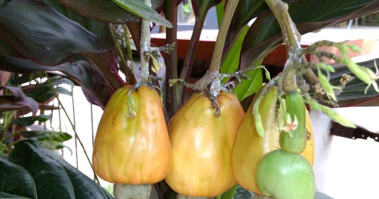 Manfaat dan Khasiat Jambu Monyet (Jambu Mete ) untuk Kesehatan