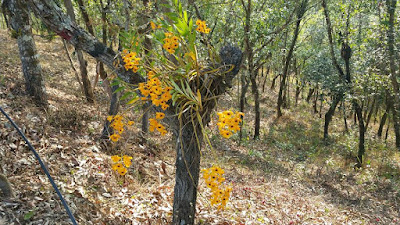 MIZO HLAKUNGPUI MUAL [MIZO POETS' SQUARE]