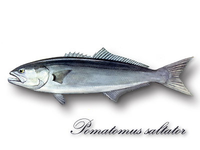 Pesti Marini | Fish Encyclopedia