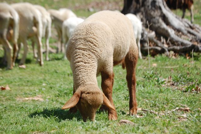 Little Hills Sheep Ranch: About The Tunis Sheep Breed