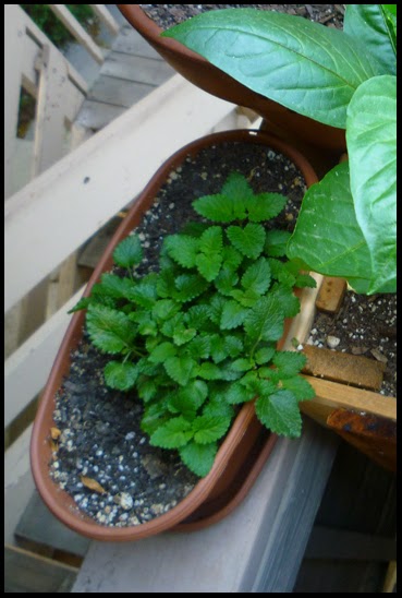 Patio of Pots: Growing Lemon Balm in Pots