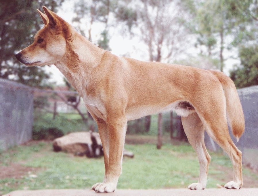 Dingo Lady: Dingo advocates need to be a more united force.