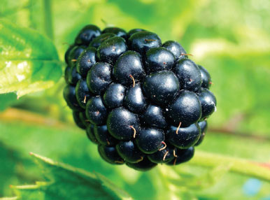 Estágio no Sítio dos Herdeiros: Amora-Preta: nova opção para a ...