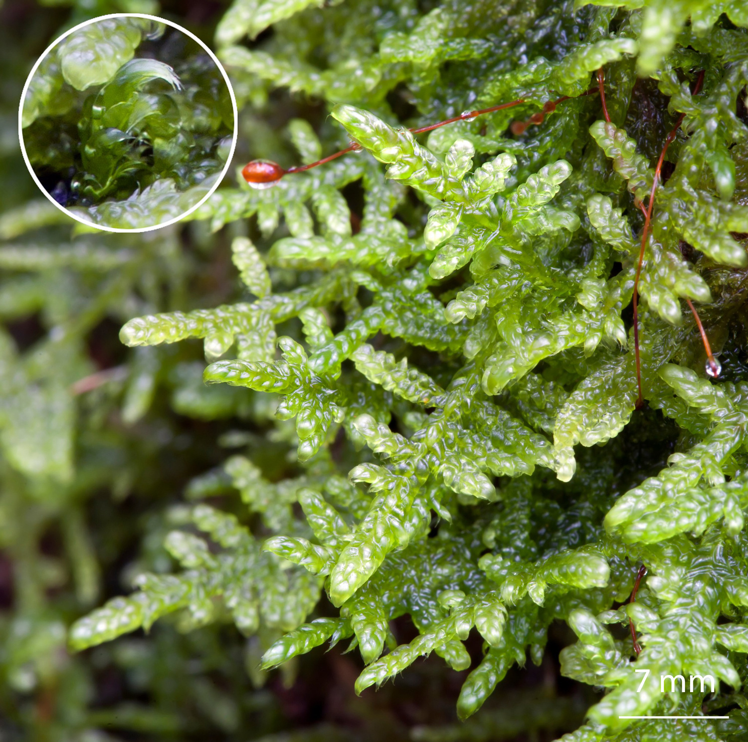 Proyecto Musgo: Hypnum jutlandicum