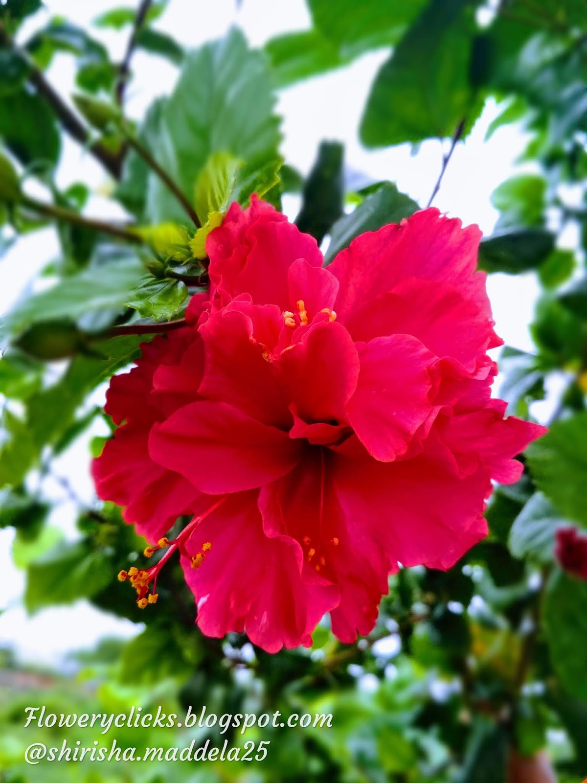 మందార పువ్వు ( Mandara flower ) - Hibiscus - pink hibiscus