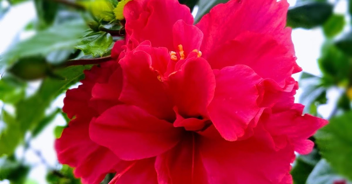 మందార పువ్వు ( Mandara flower ) - Hibiscus - pink hibiscus