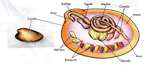 a tricolina biologa: Moluscos