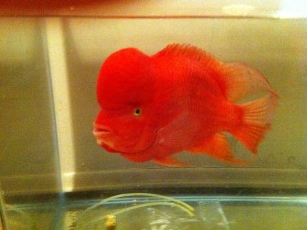 Flowerhorn The Hybrid Cichlids: Louhan Red Monkey