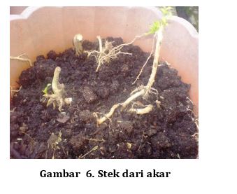 Teknik Pembiakan secara Vegetatif - Stek Akar - Our Akuntansi