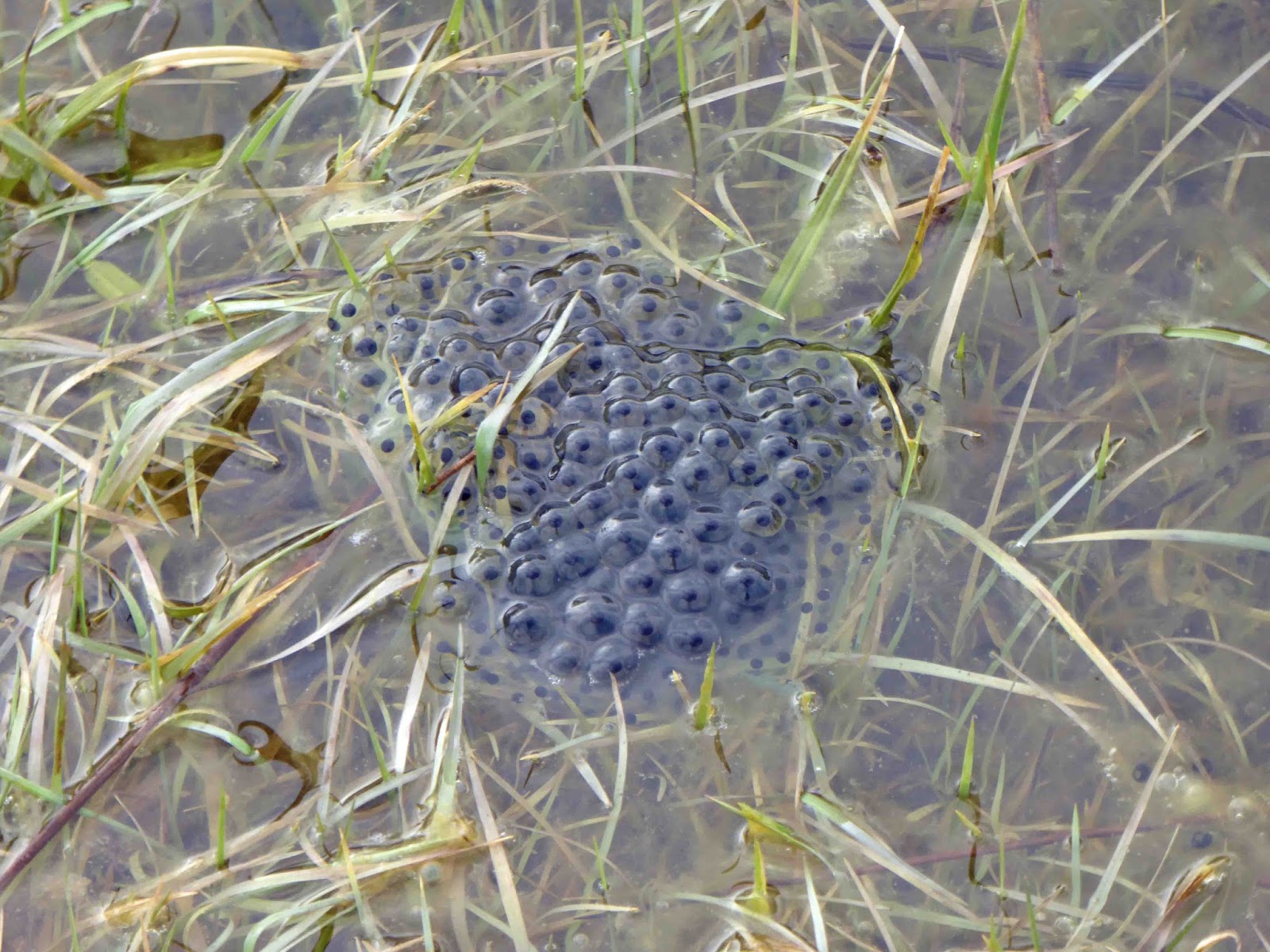 Wild and Wonderful: More Frogspawn at Felixstowe