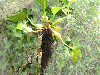 Water Hyacinth - Japan Jabara | SL Flora