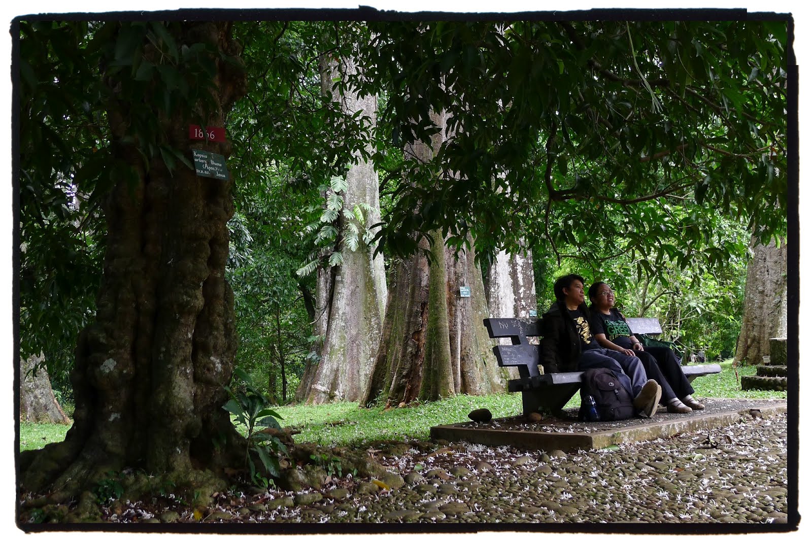 a nice place called... "home": piknik di kebun raya bogor..