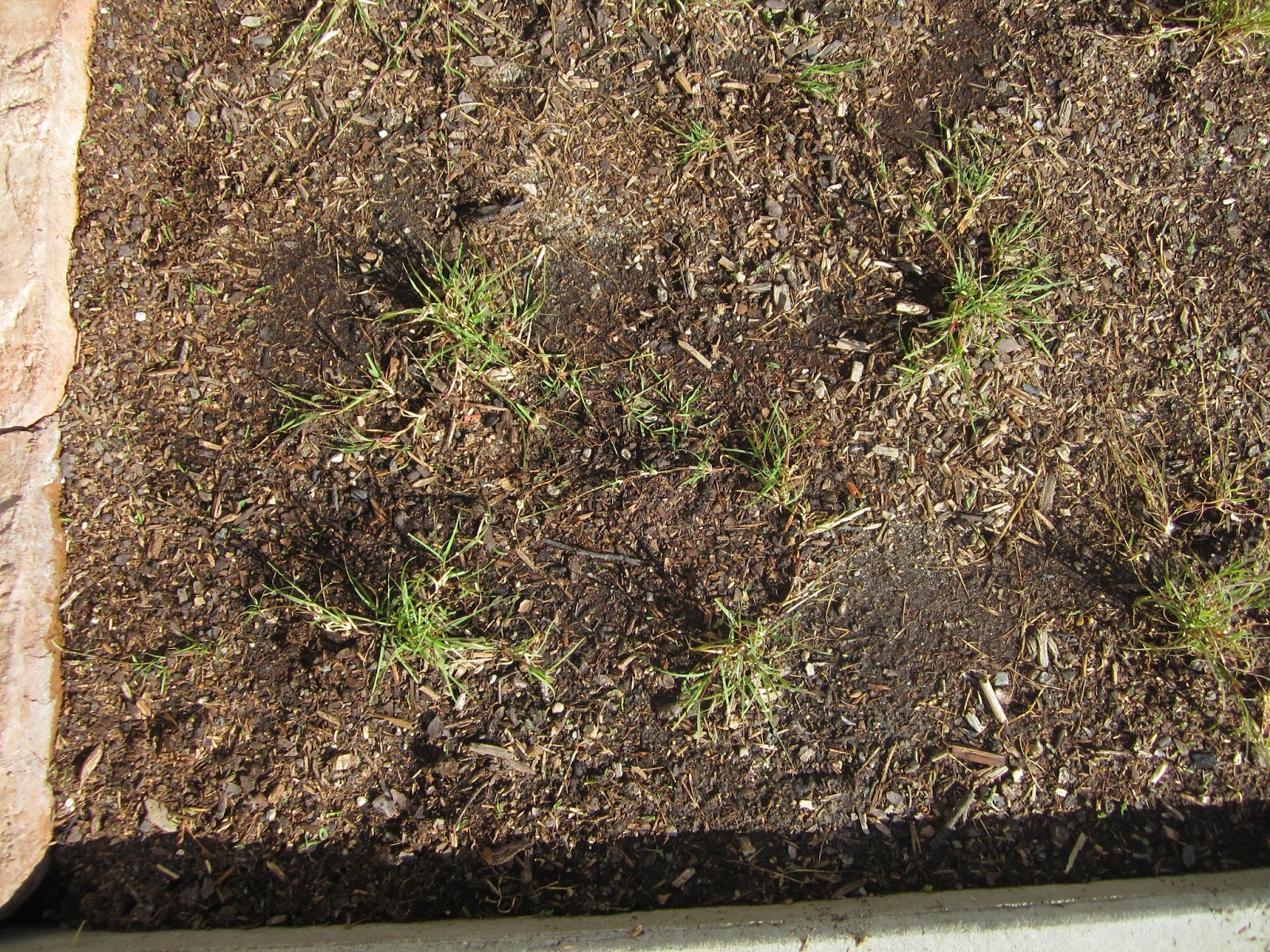 UC Verde Buffalo Grass: Week 3