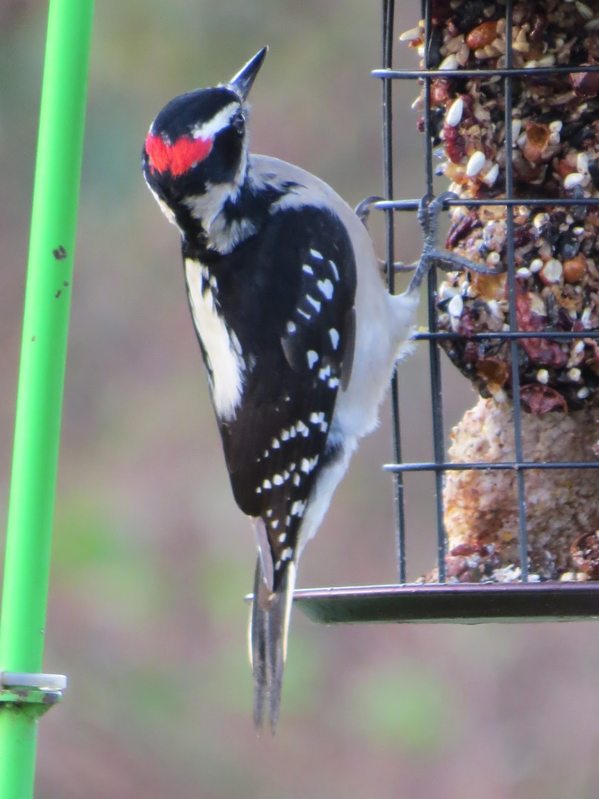Garden Grumbles and Cross Stitch Fumbles: Sowing Shamrocks or Sewing ...