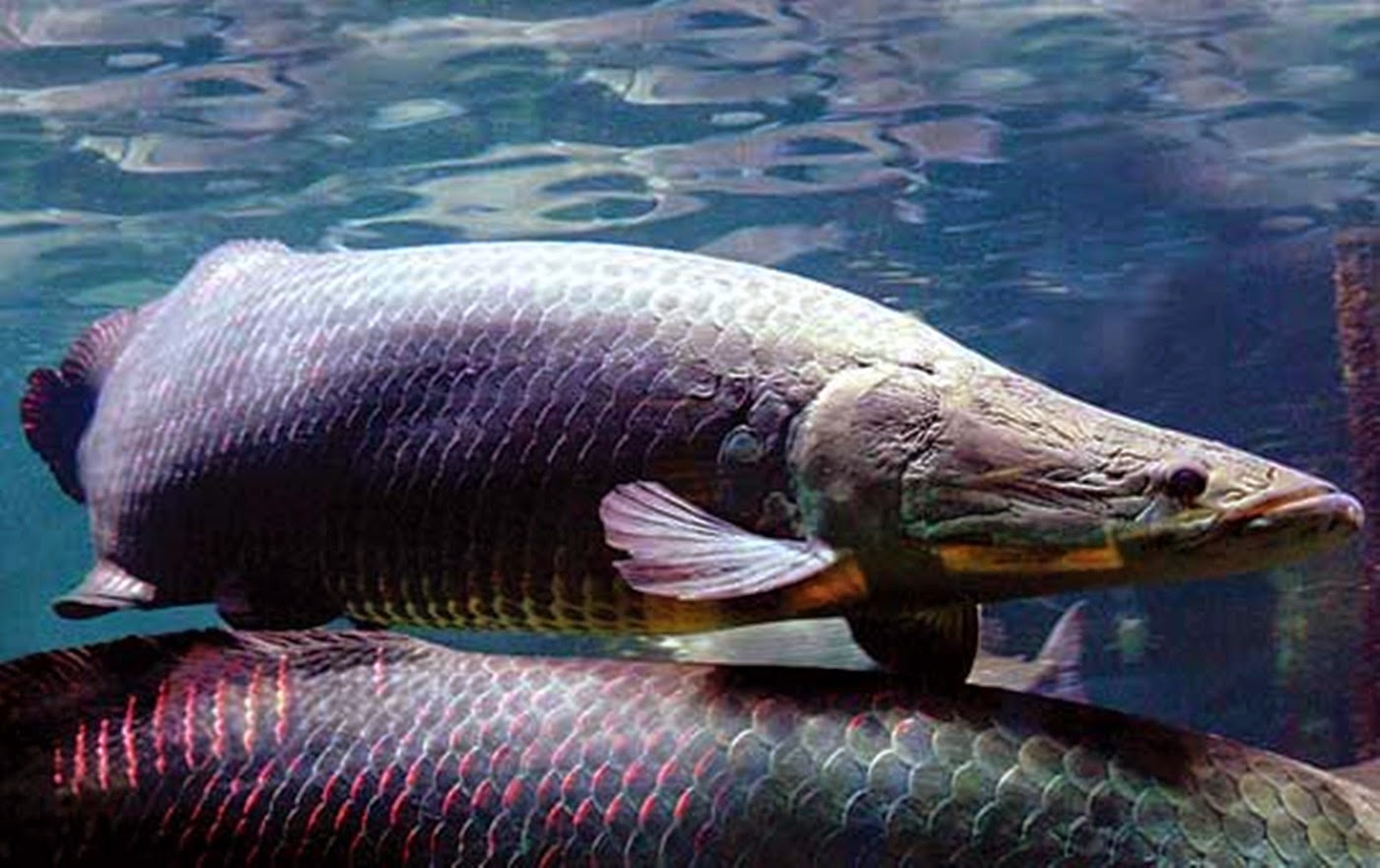 Peixe gigante da Amazônia enfrenta a extinção | Mundo Biologia