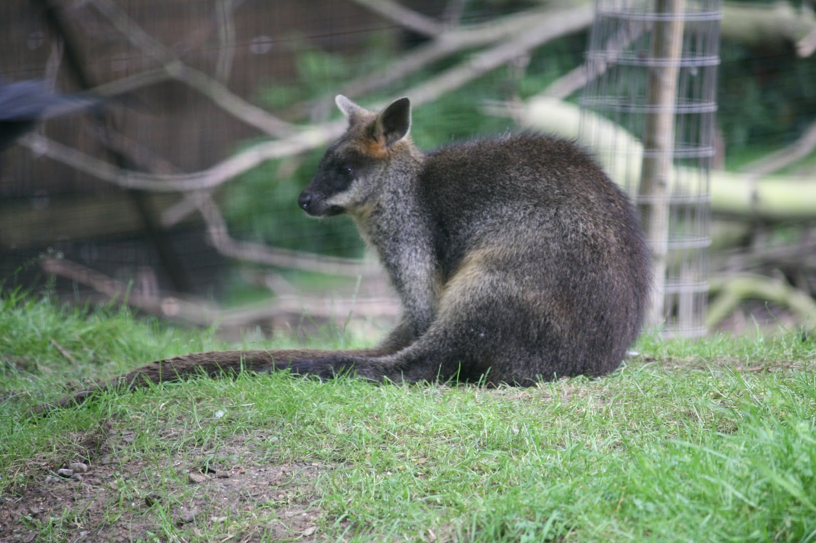 Trabajar en el zoo: Cuidados del walabí bicolor