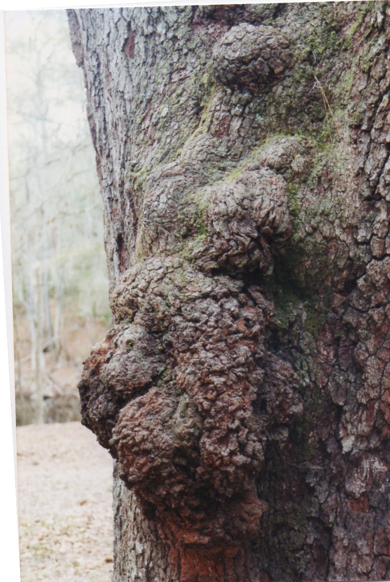 Alchemy of Clay: Burls on tree trunks