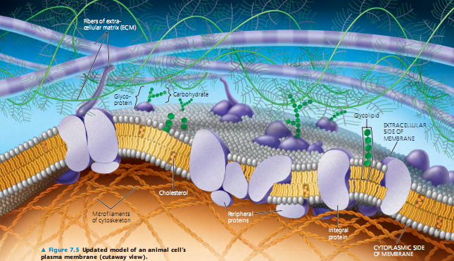 Membran Plasma - BELAJAR BIOLOGI
