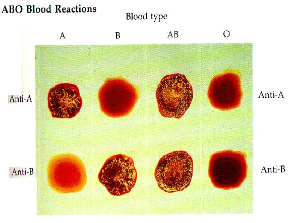 Bio Geo Nerd: Blood