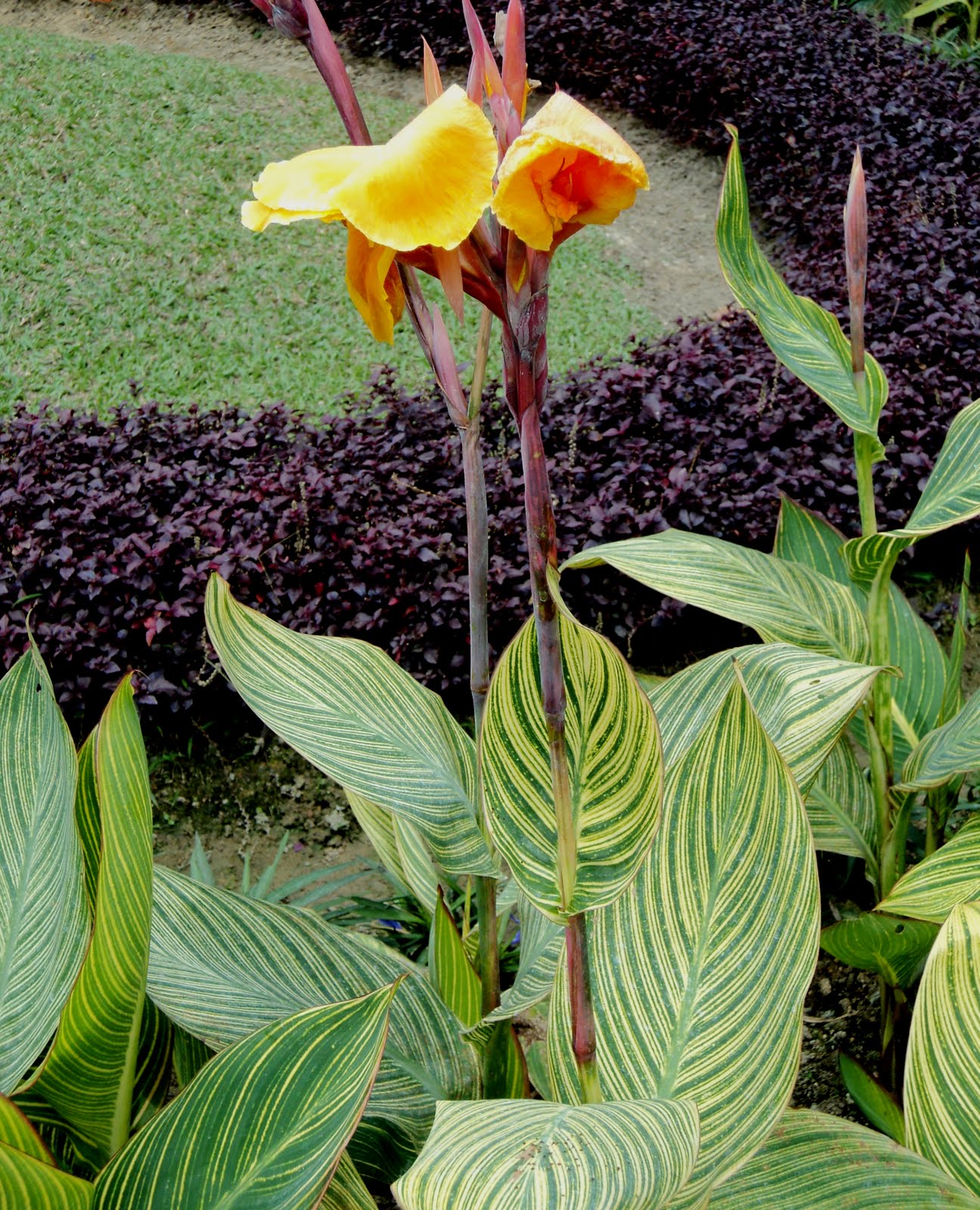 Laman Kambatik Plants list (3rd ed.): Canna variegata ( Lime green ...
