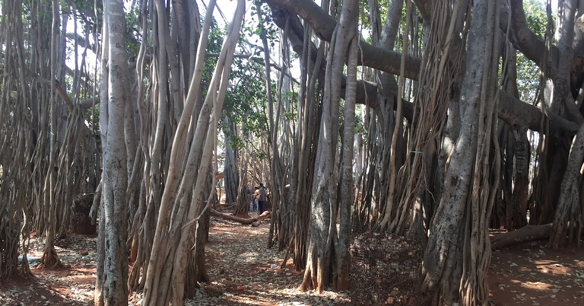 Mohan's Blog and Viewpoints: A drive to the Big Banyan Tree : Dodda ...