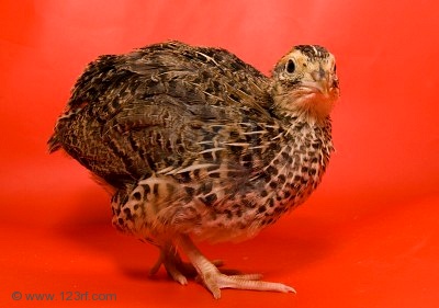 Pengurusan Burung Puyuh: Pengurusan Burung Puyuh