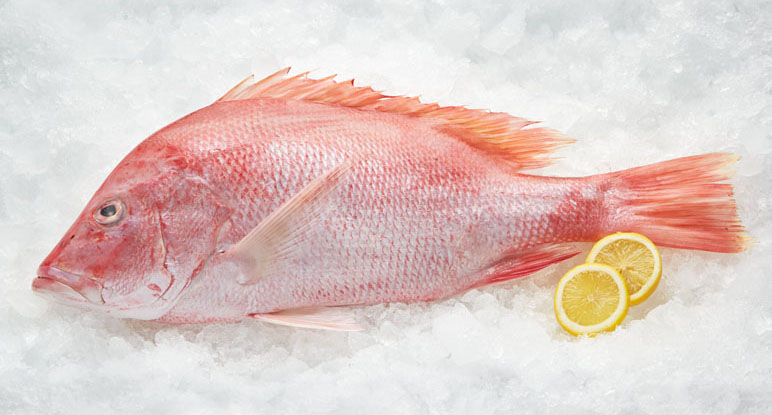 Red Snapper Fish Wholesale - Red Snapper Fish, Red Snapper Fish ...