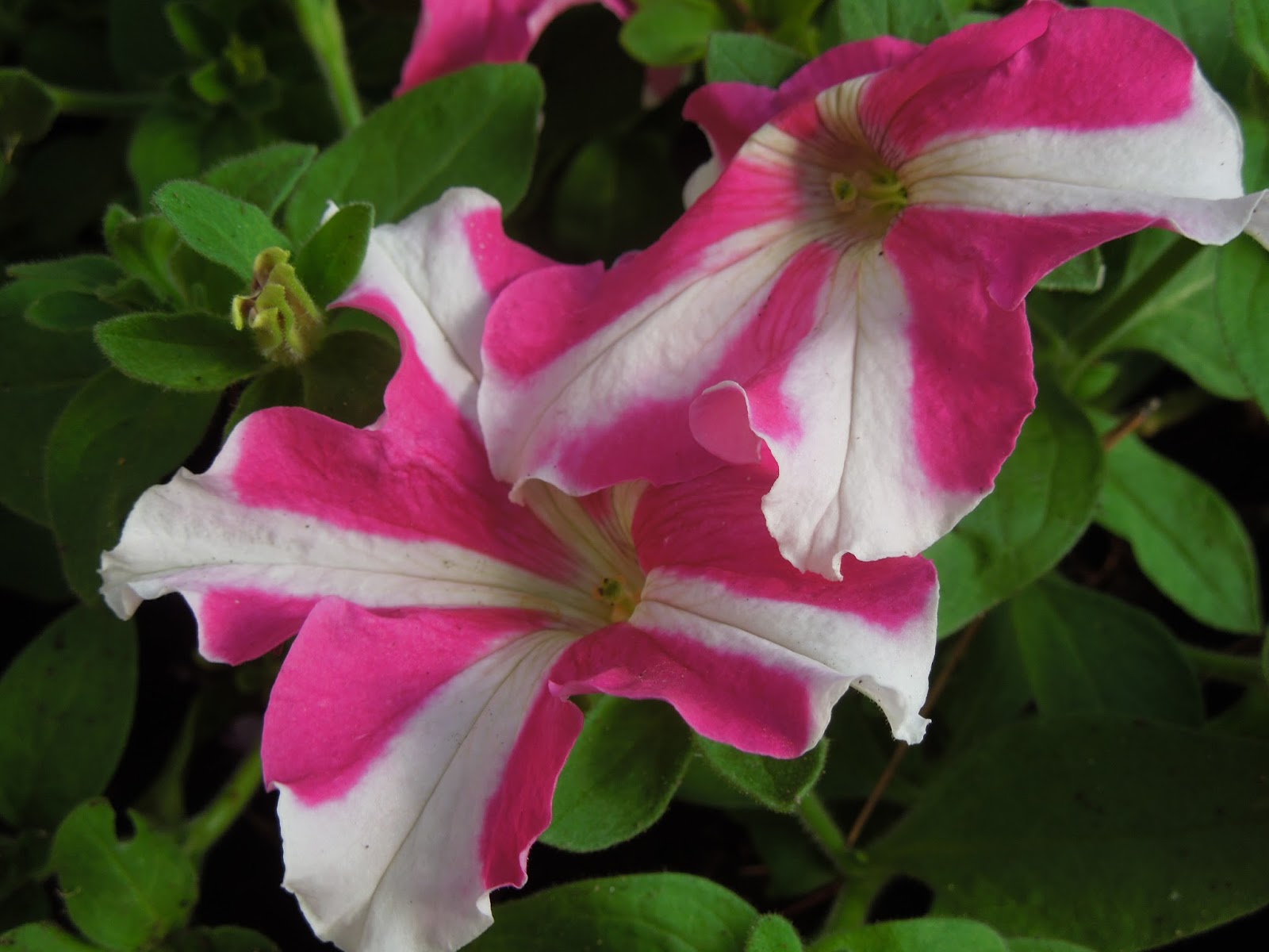 PETUNIAS BICOLOR - BOTÀNIC SERRAT