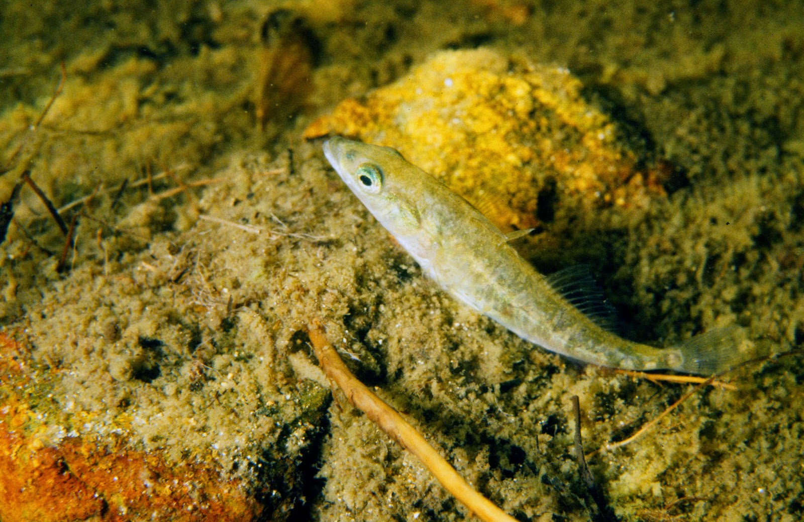 Eco-Evo Evo-Eco: PITCHFORK SCIENCE: Guppies, Stickleback, and Darwin’s ...