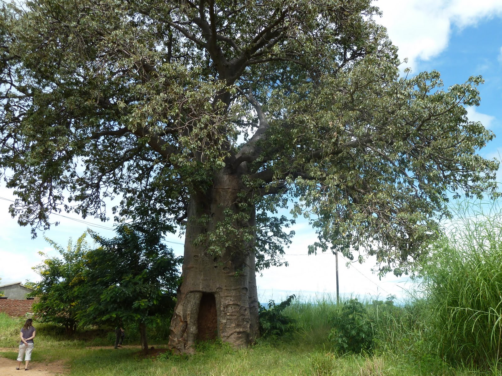Educação? Vamos conversar!: Embondeiro ou baobá