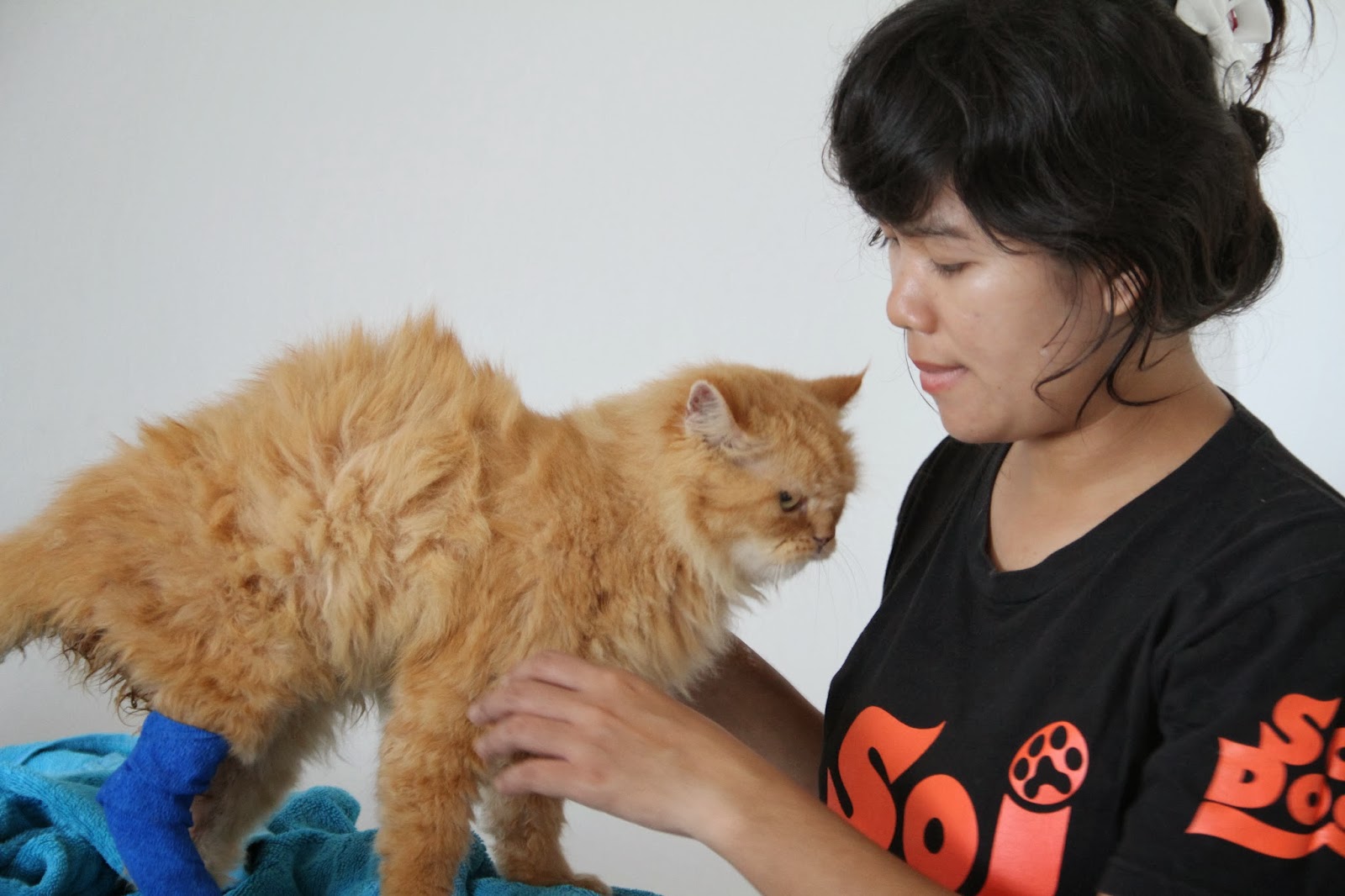 Project 52: Spotlight on.... Soi Dog Foundation